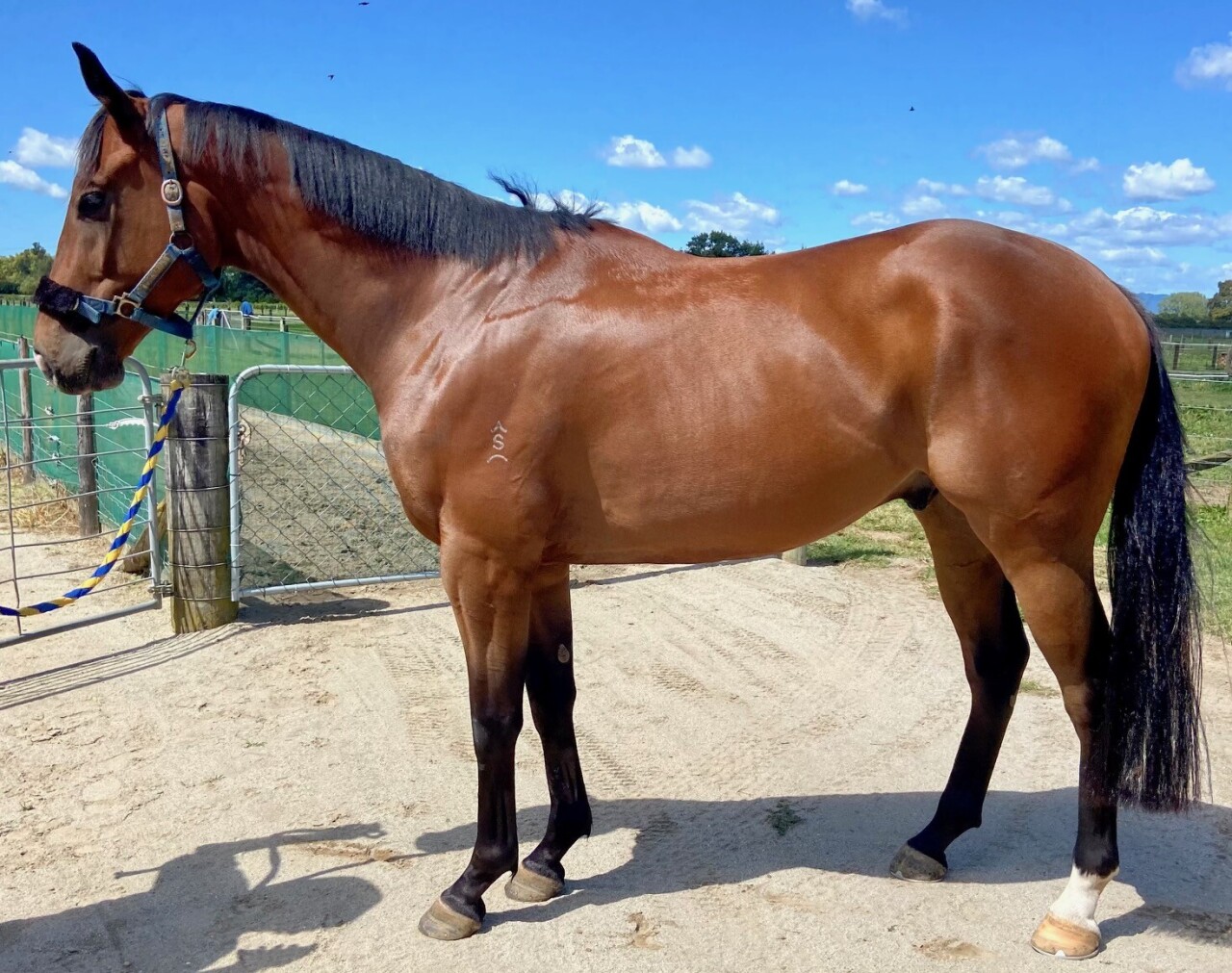 Liquid Fire - Redcraze Racing